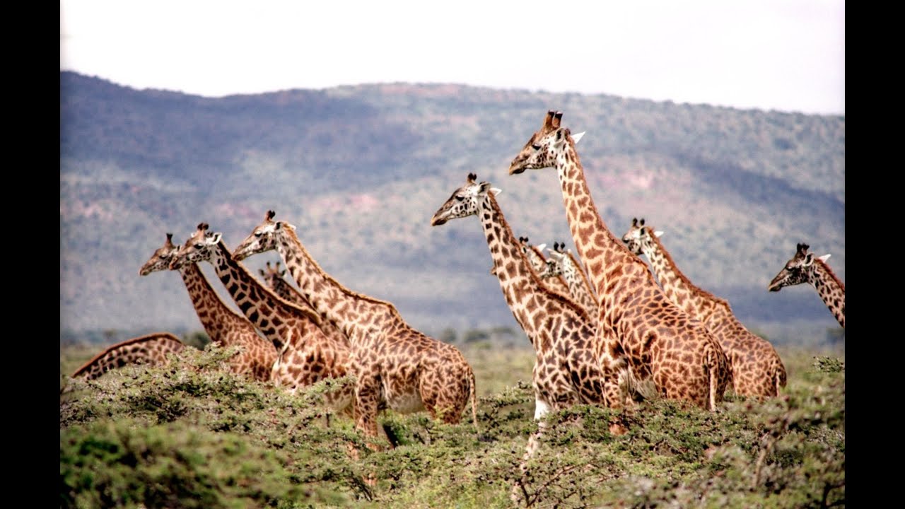 Learn wild animals : Zhyraf,lion,zebra - sounds of the stars of africa ...