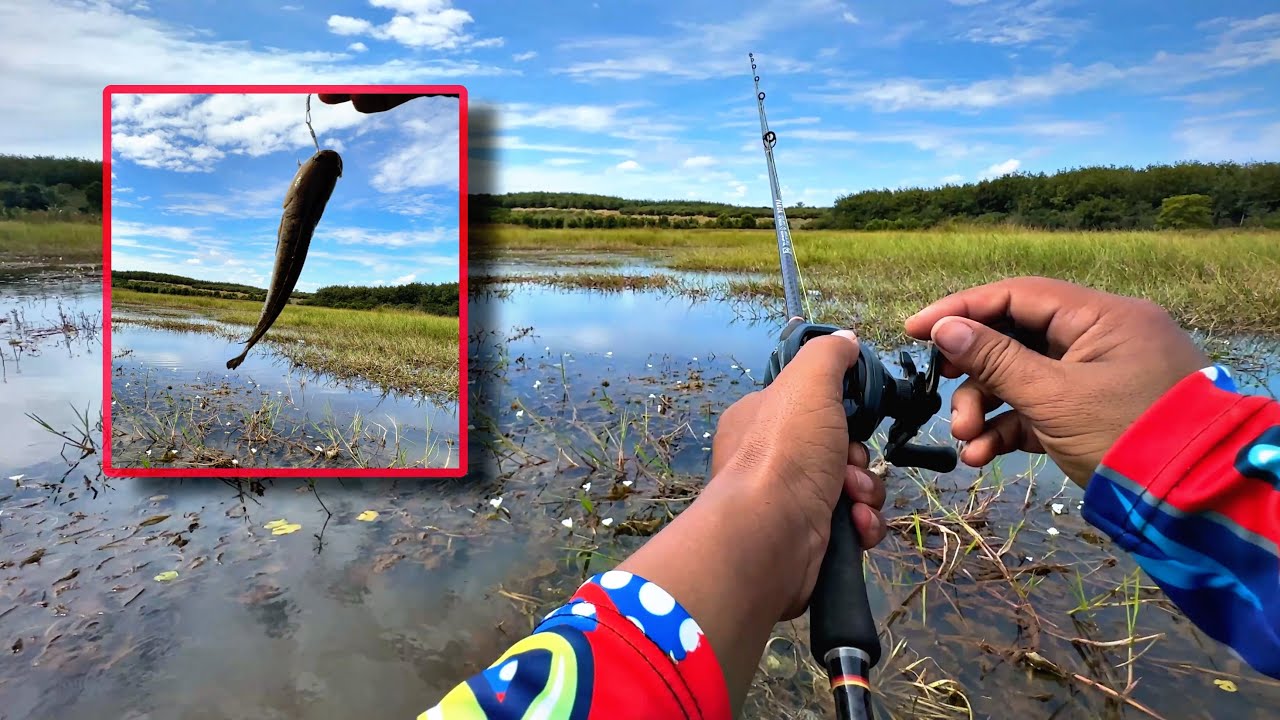 Finally I know how to fishing small snakehead fish #fishing - YouTube