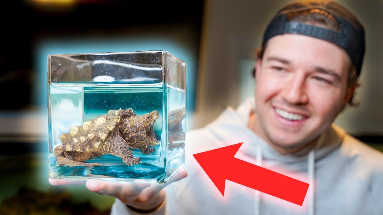 I Bought a Snapping Turtle! (for my pond) - YouTube