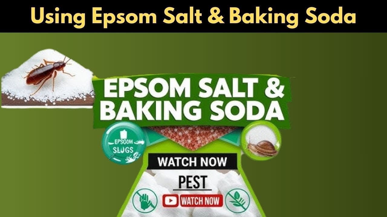 Effectively Get Rid Of Pests Using Epsom Salt & Baking Soda | Natural ...