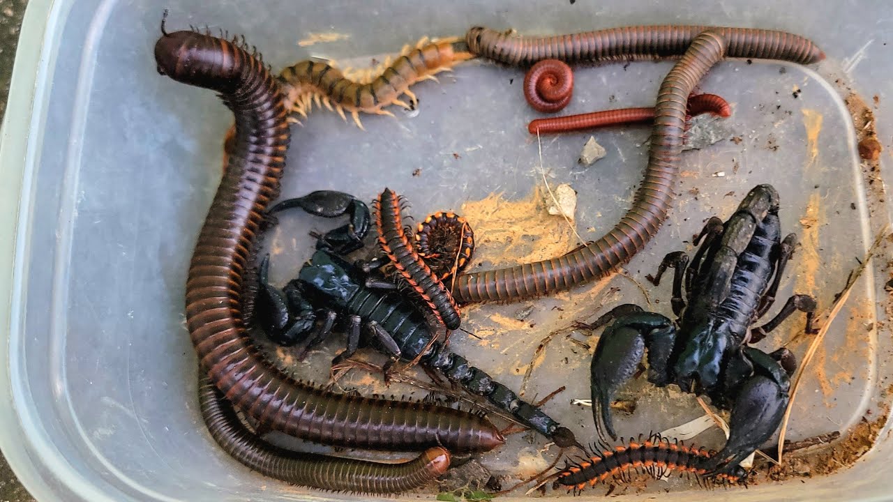Amazing Hunting Insects And Bugs, Giant African Millipede Scorpion ...