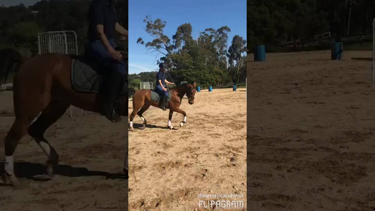 dressage lesson 24/10 - YouTube