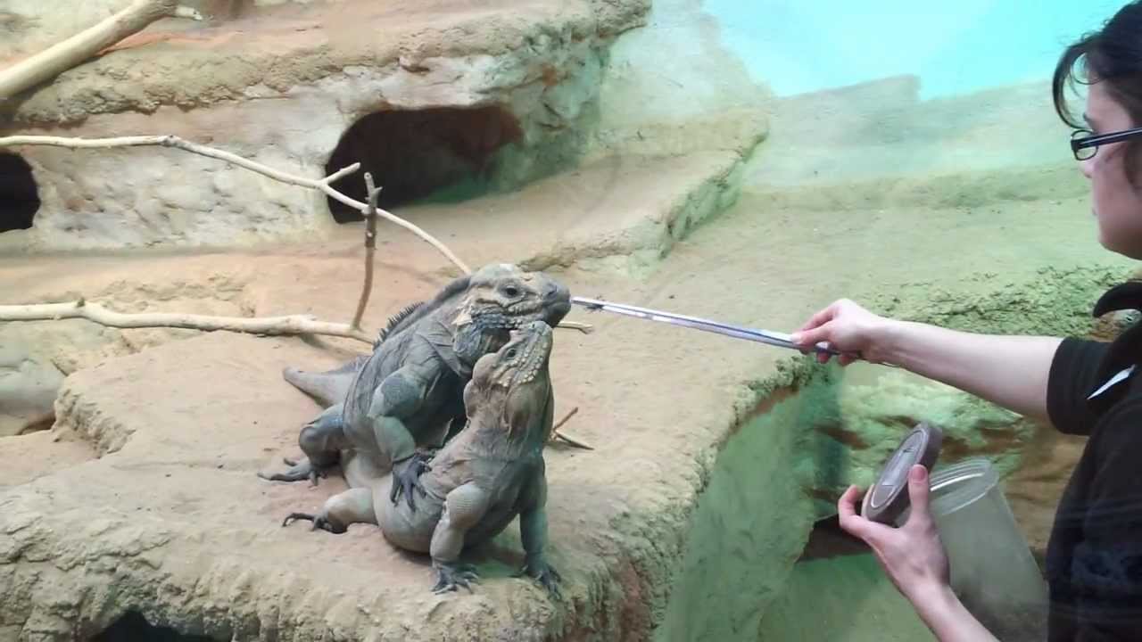 Летающая игуана / Flying iguana - YouTube