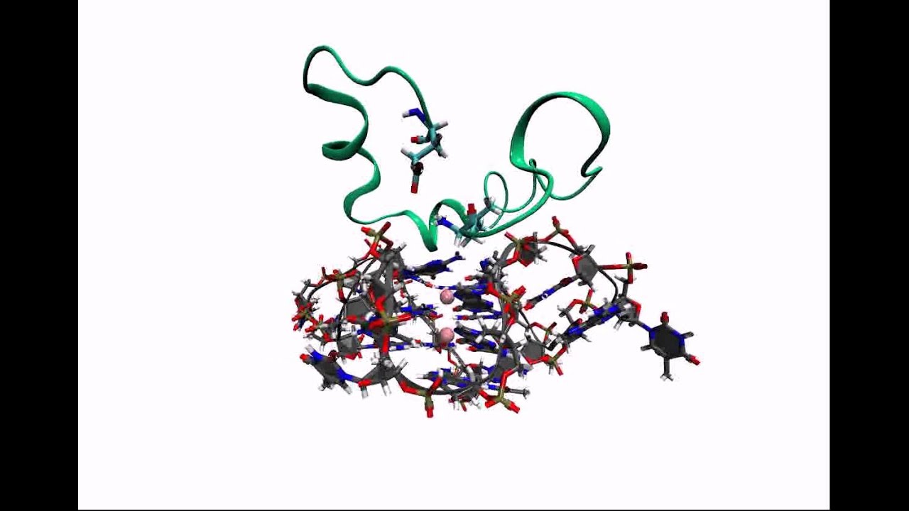 Salt bridge formation (LL37 bound to G-quadruplex DNA) - YouTube