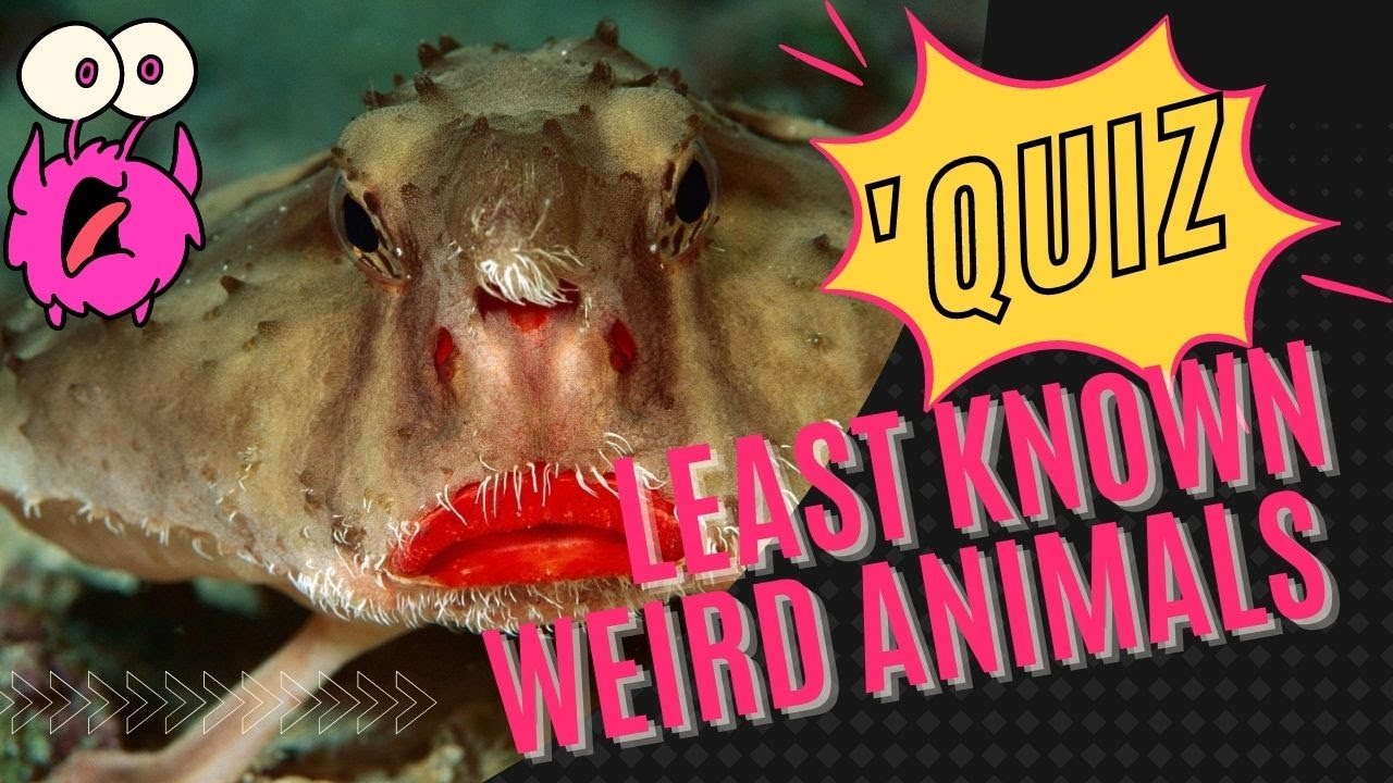 GK Quiz |Guess the animal quiz |Least Known Weird Animals in the world ...