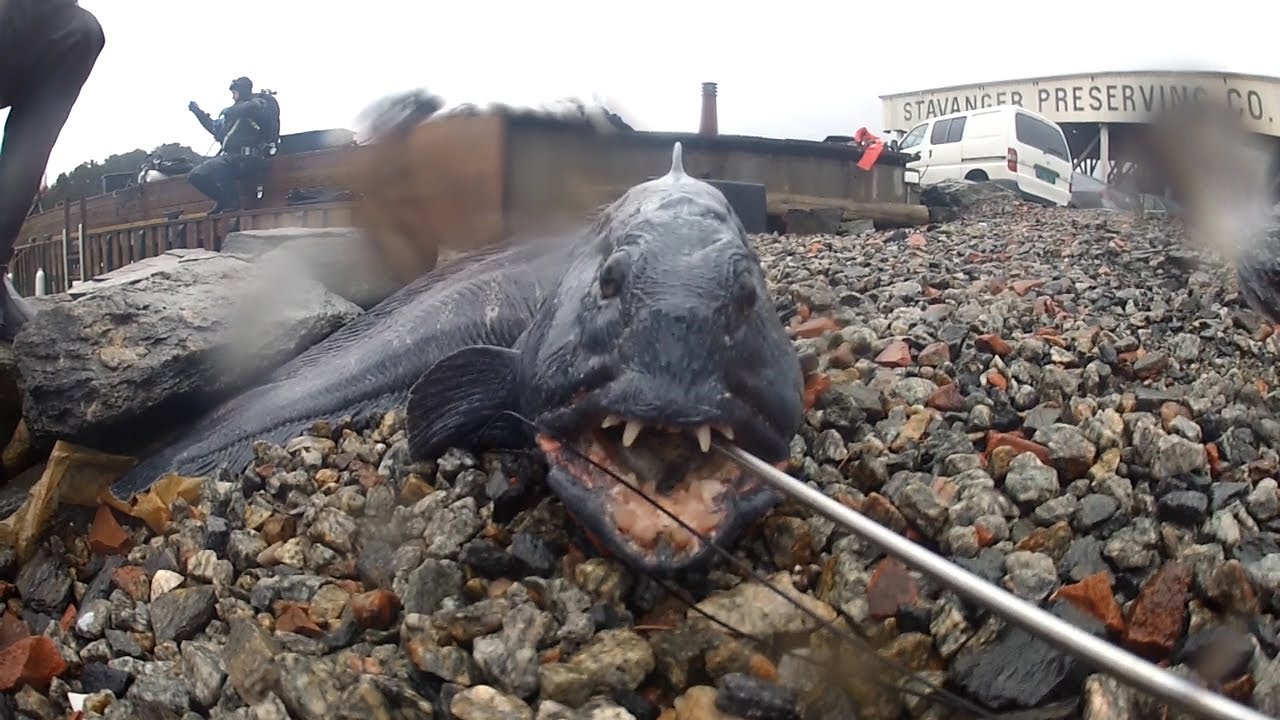 Steinbit kamp HD... Wolf Fish fight... - YouTube