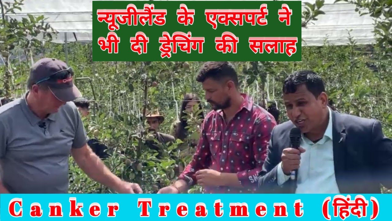Canker, Root Rot Treatment With New Zealand Expert in Himachal Orchard ...