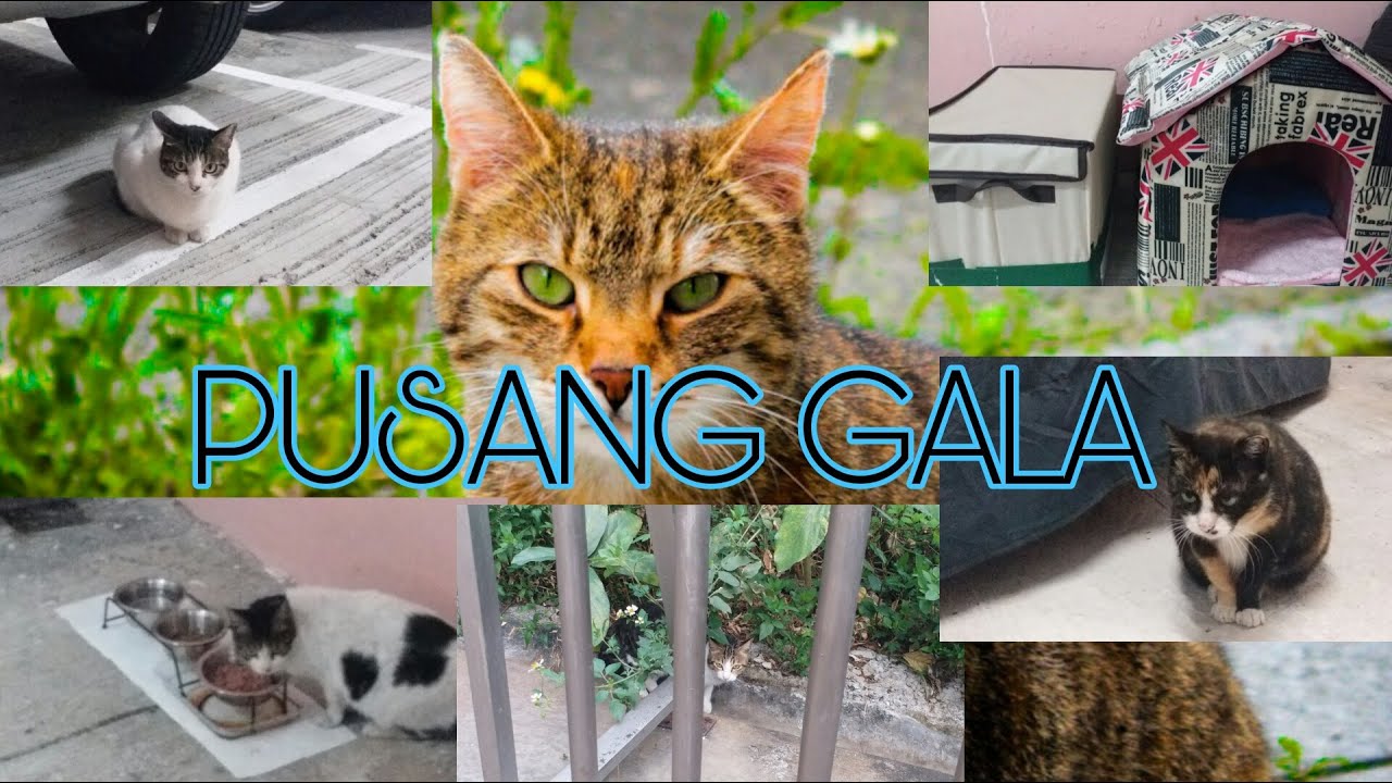 MGA PUSANG GALA - YouTube