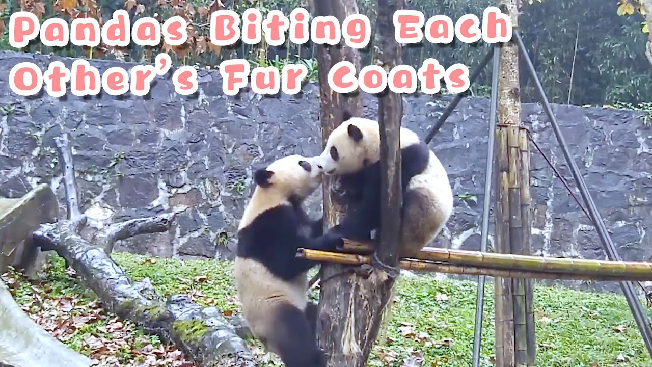 Fur-biting Is A Special Massage Therapy For Pandas | iPanda - YouTube