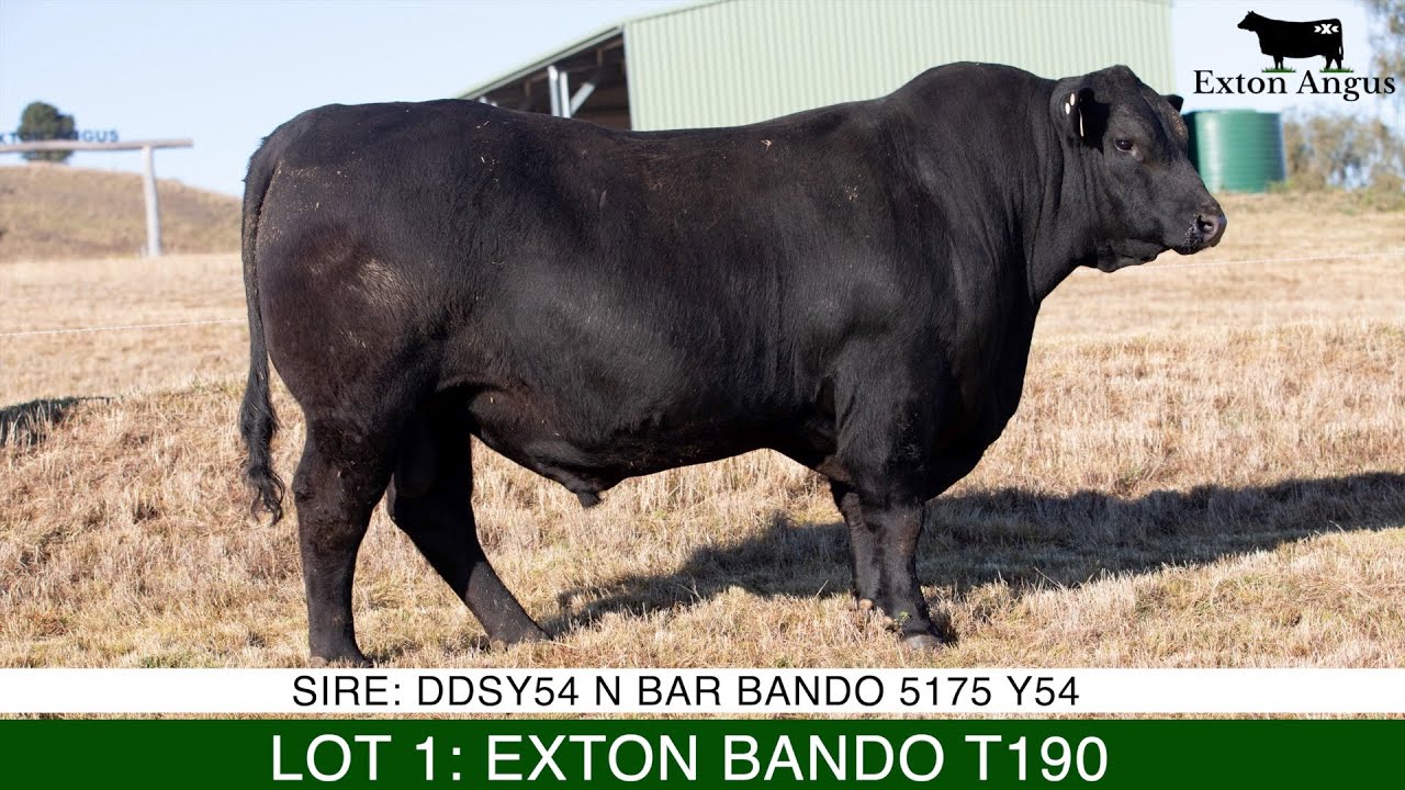 LOT 1 - EXTON ANGUS 2024 - YouTube