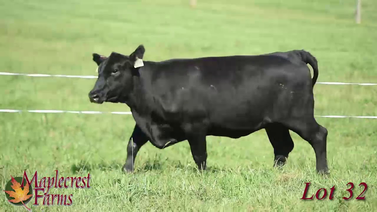 Maplecrest Farms Lot 32 - YouTube