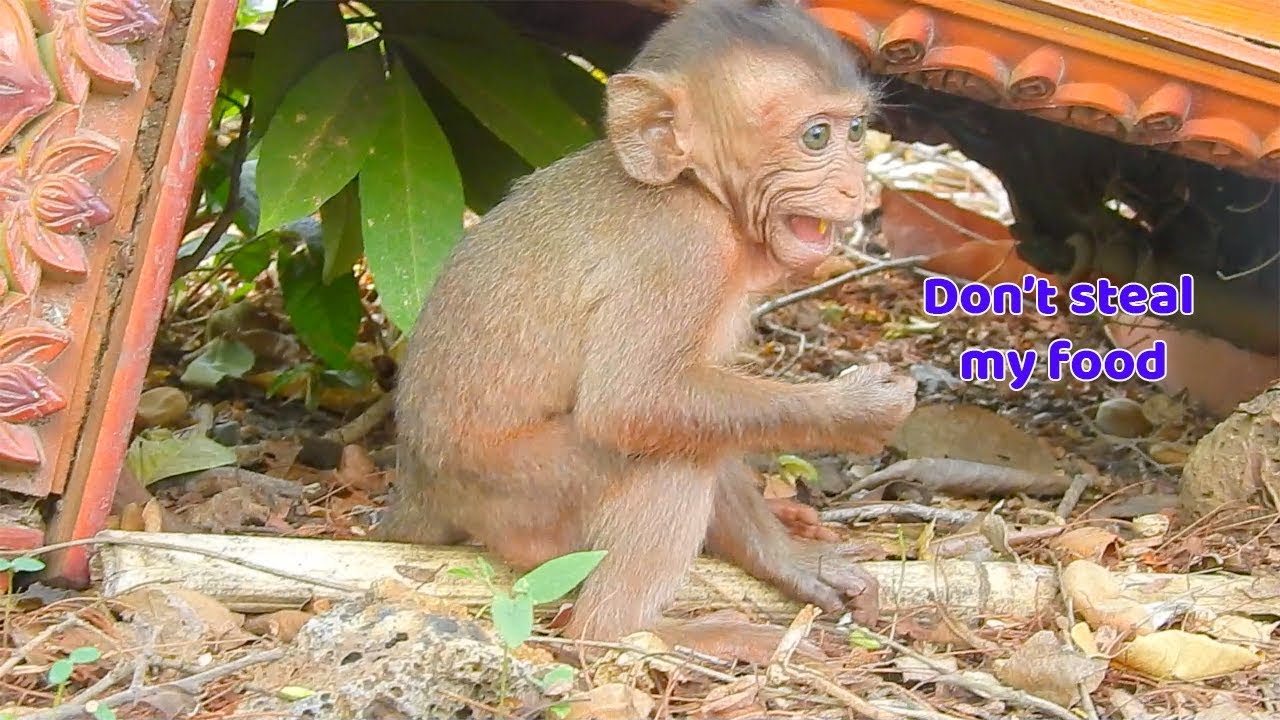 Baby Milo he was cry very angry because of small monkey steal his food ...