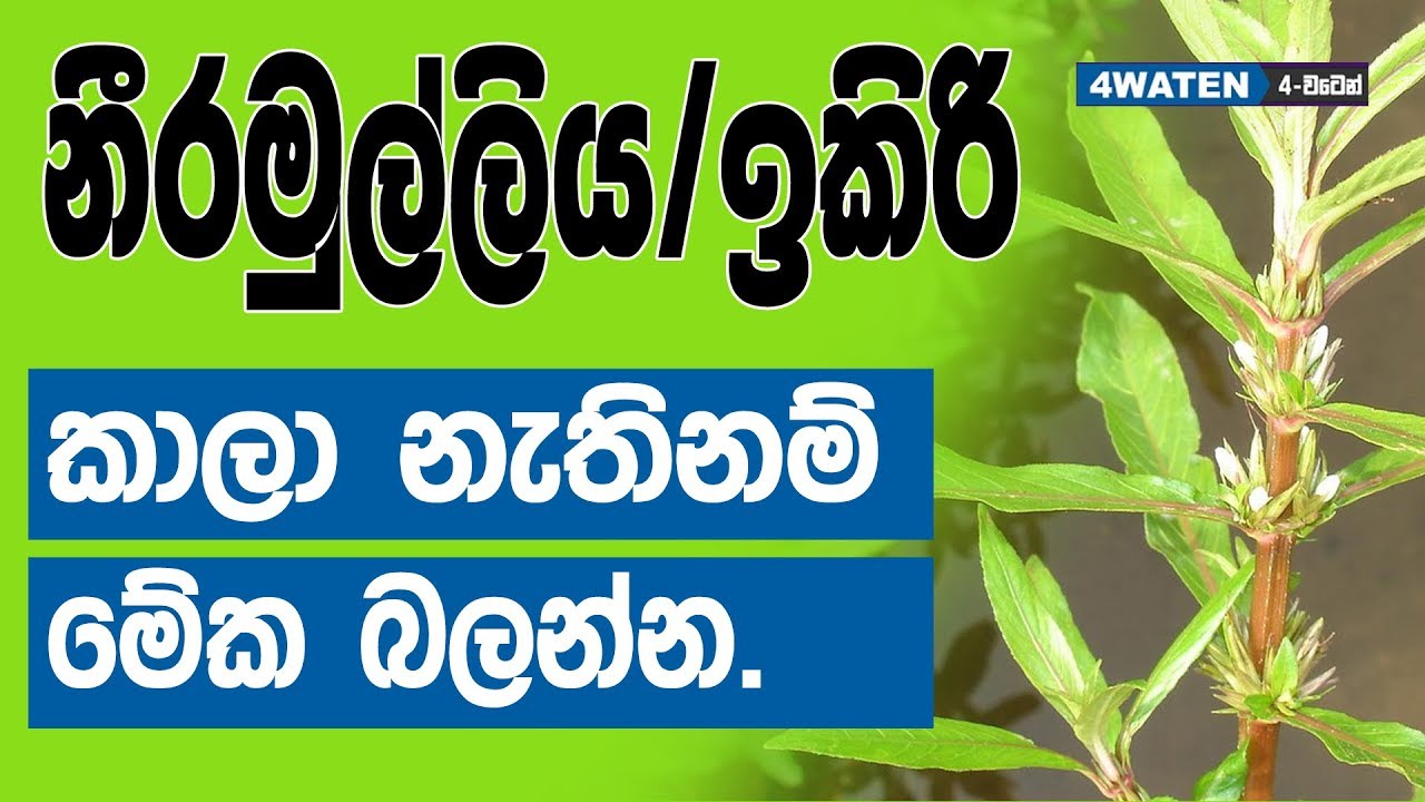 නීරමුල්ලිය/කටු ඉකිරිය කාල නැතිනම් මේක බලන්න : Neeramulliya – Marsh ...