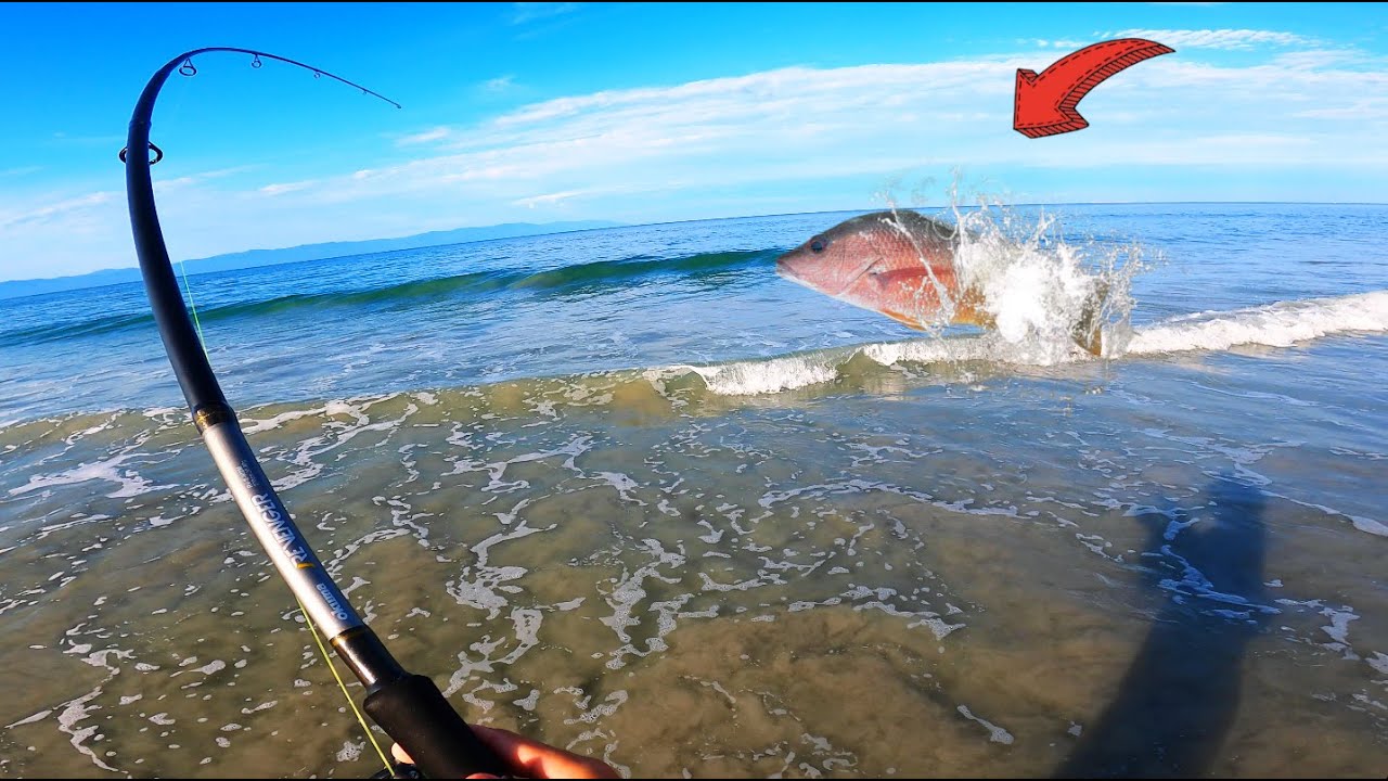 My Most BIZARRE Surf Catch EVER! (Catch & Cook) - YouTube