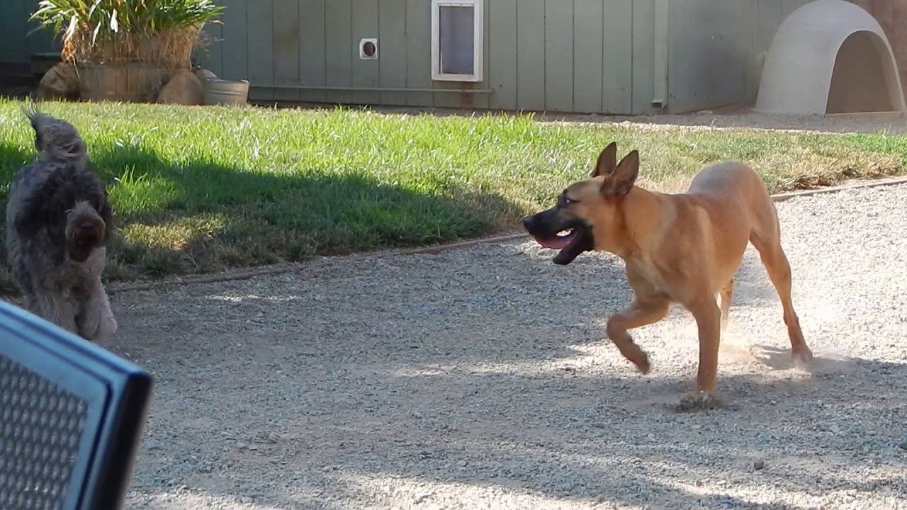 07 05 19 Max Finley Kula Gracie 2 - YouTube