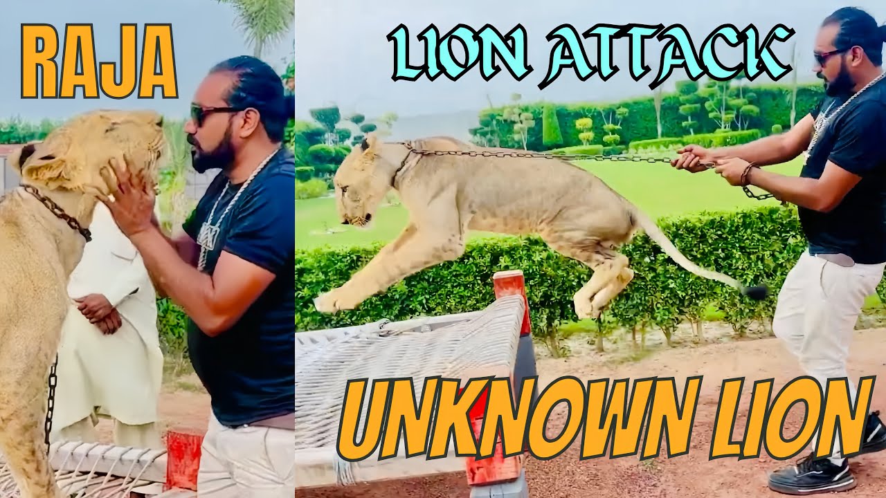 Lion Raja Attacks in open | Asif shero wala fight with unknown lion ...