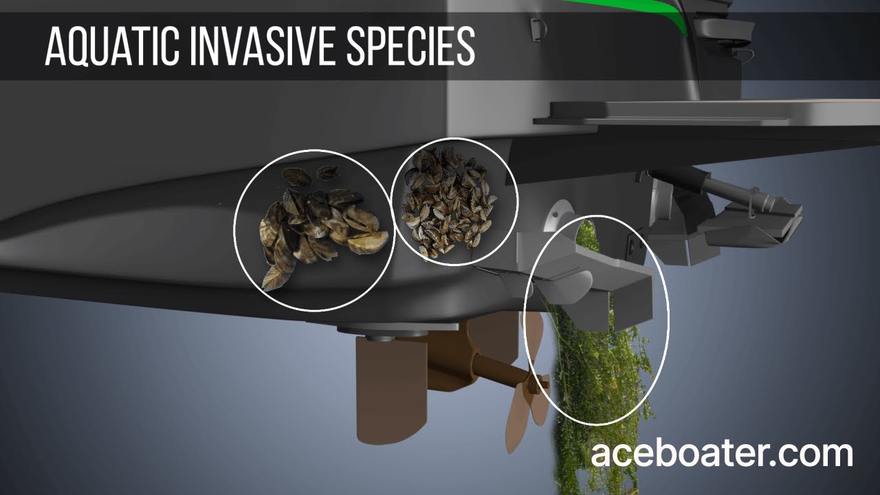 Aquatic invasive species - YouTube
