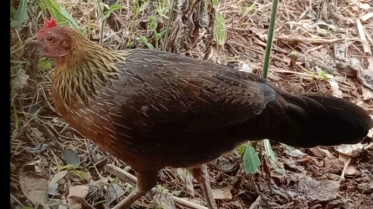 Suab Poj Qaib Tsauj zoo heev cuab tuaj zoo heev|2023| - YouTube