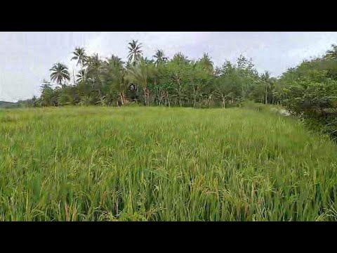 Many Returns on one grain of rice /explore rice fields #palayan # ...