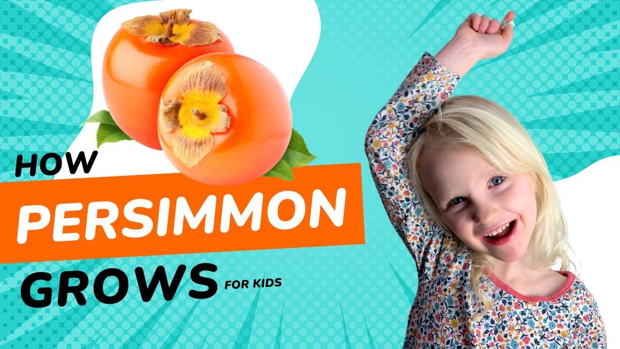Persimmon Facts for Kids | How Persimmons Grow | Educational Video for Kids - YouTube