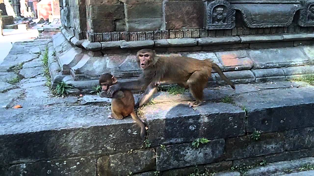 Mother monkey freaks out and Papa monkey comes to the rescue - YouTube