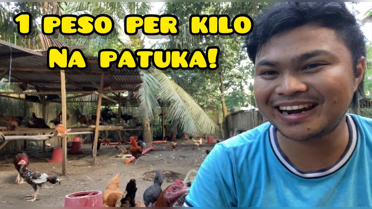 1 PESO PER KILO NA PATUKA PARA SA MGA MANOK NATIN - YouTube