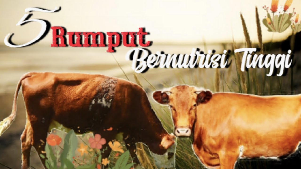 Rumput Hijauan Pakan Ternak Sapi Mengandung Nutrisi Tinggi - YouTube