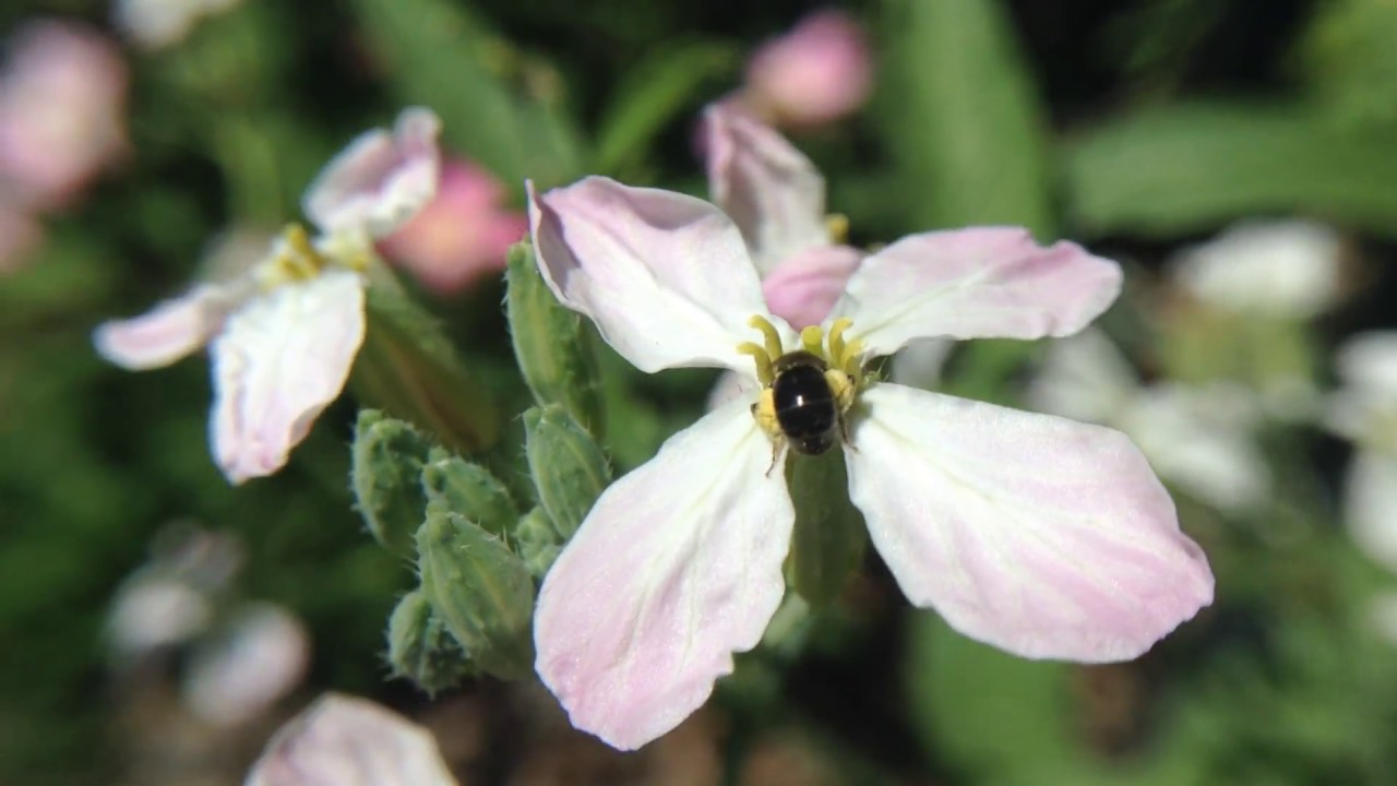 Radish Harvest & Flowers - YouTube