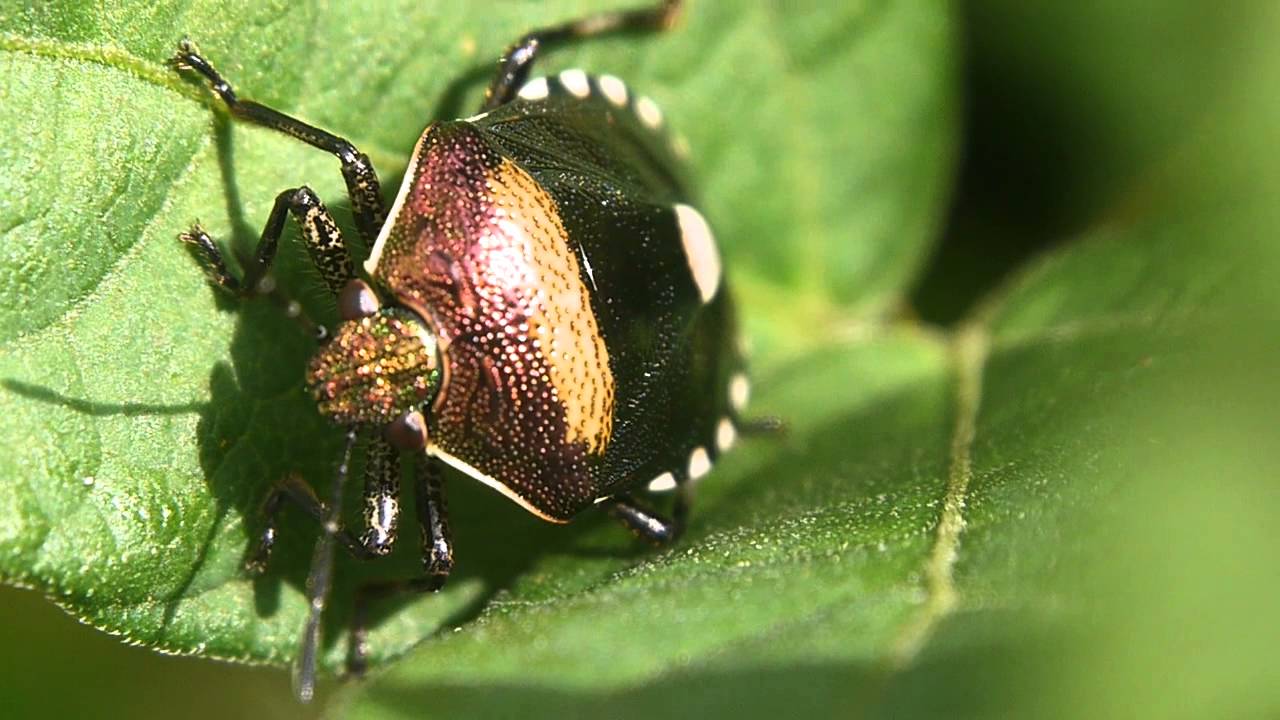 ツマジロカメムシ Menida violacea の身繕い - YouTube