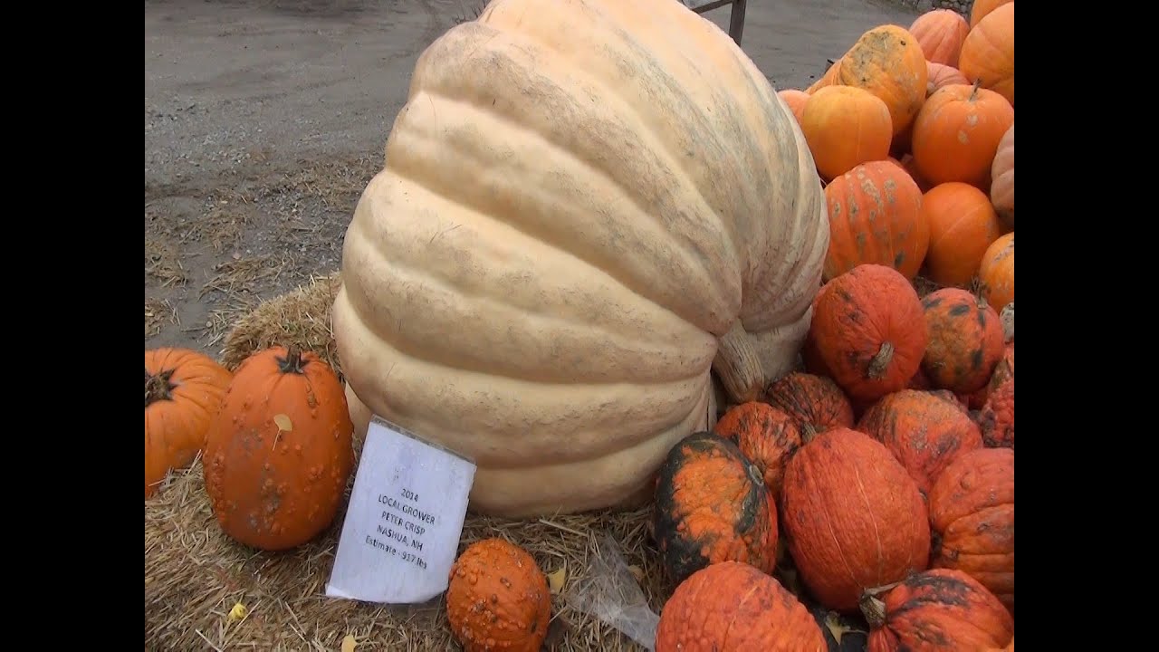 912 pound Pumpkin!! - YouTube