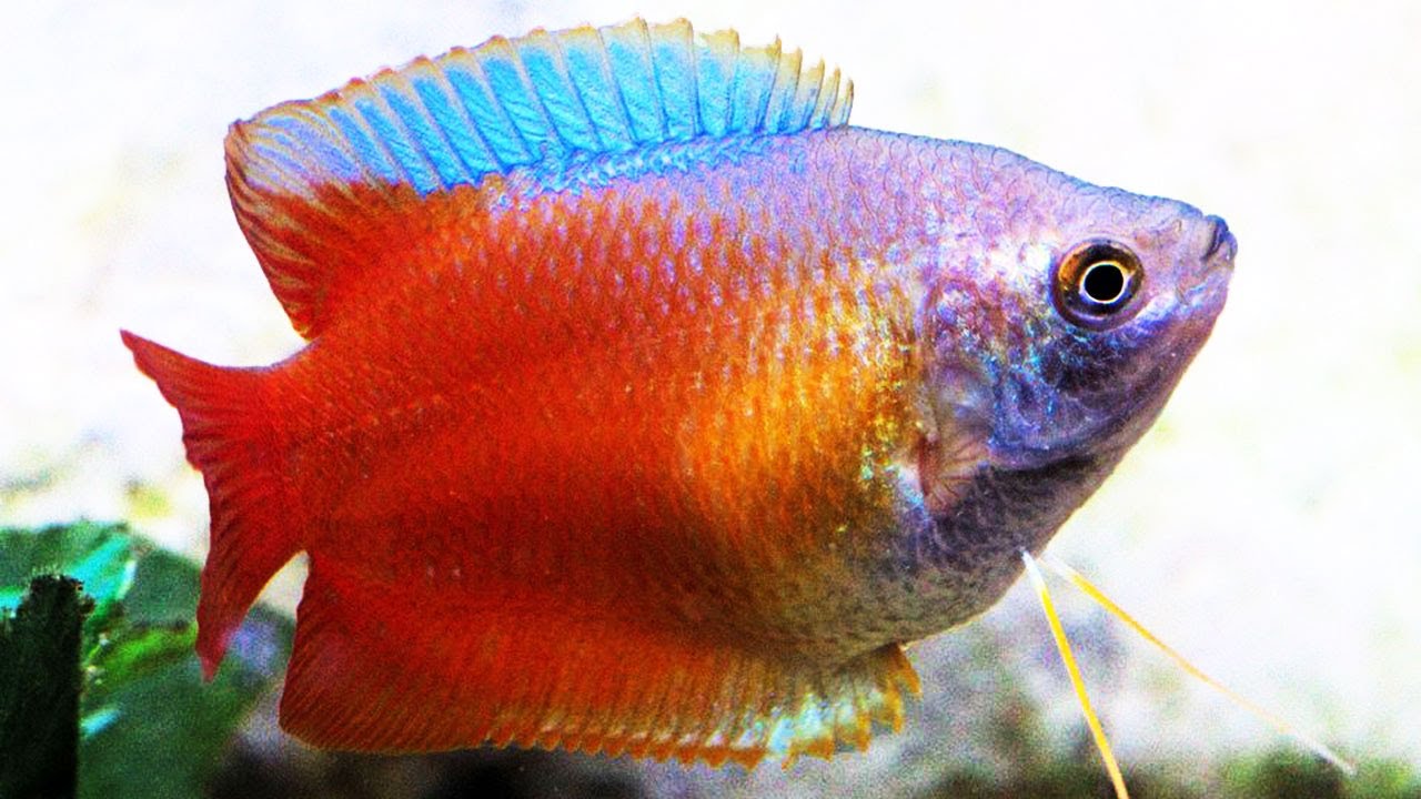 Top 10 Facts and Care guide for Gourami fishes - YouTube