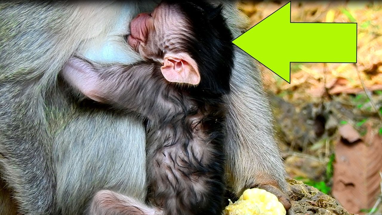 Welcome To New Born Baby Monkey This Early Morning! In SweetPea Group ...