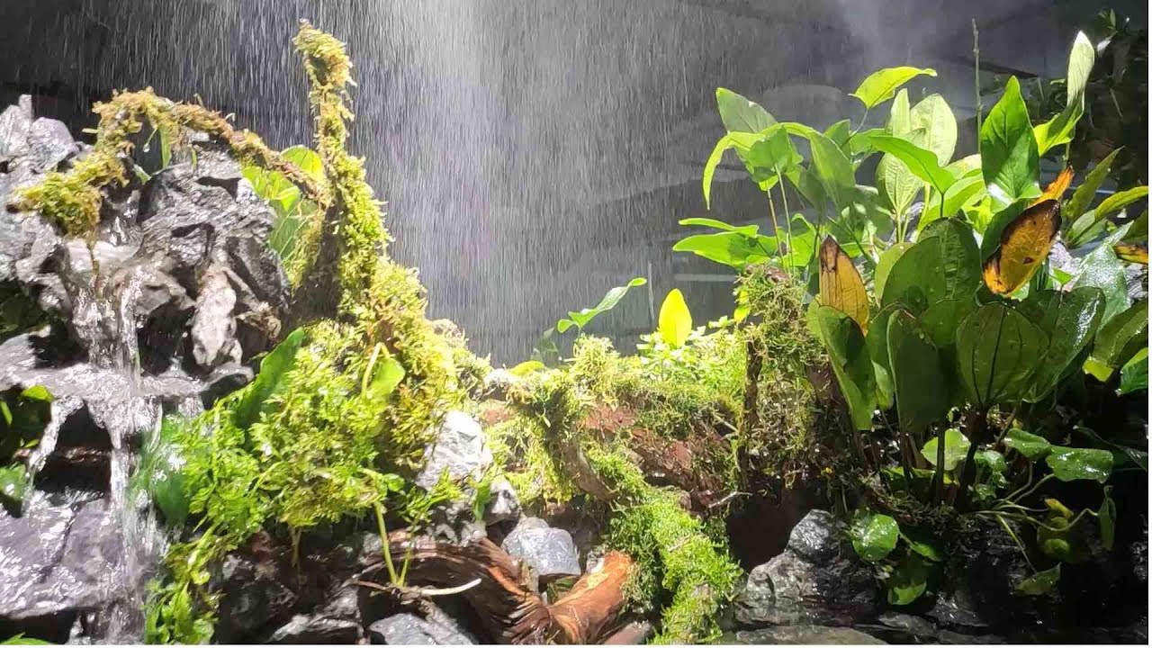 Misty Aquarium - YouTube