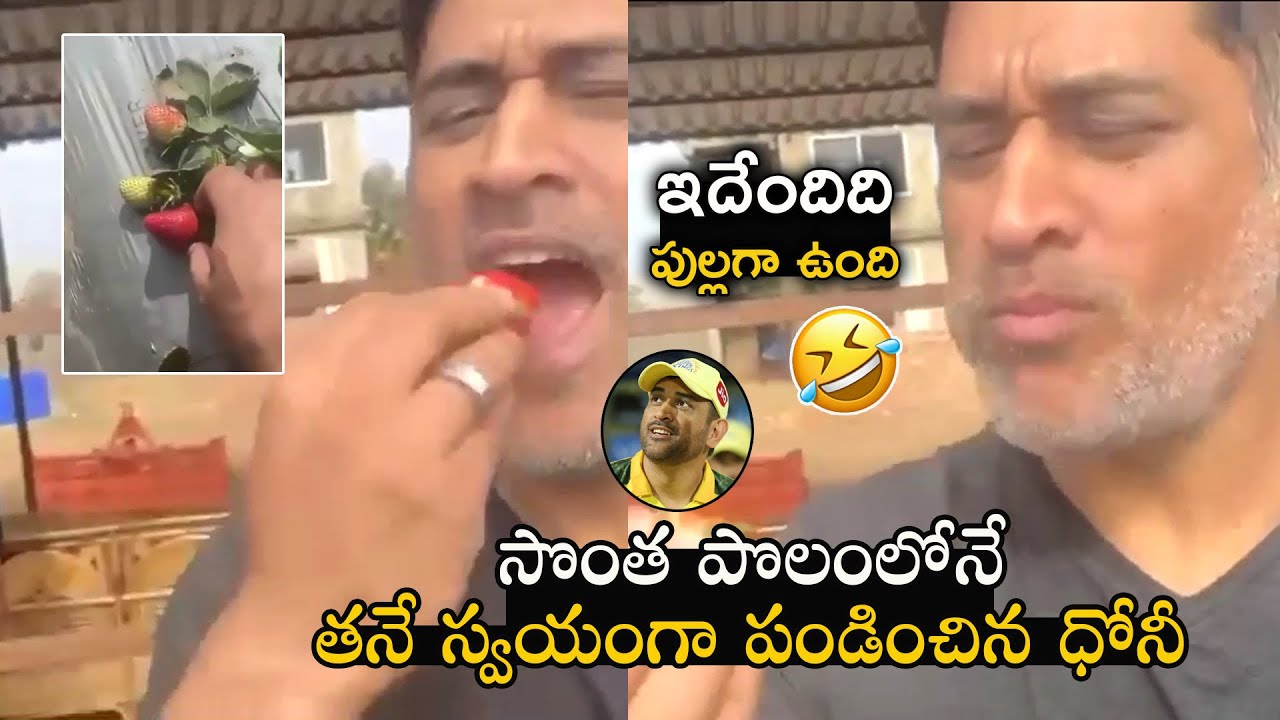 MS Dhoni Full Farm House Tour In Ranchi | MS Dhoni Farm House Video ...