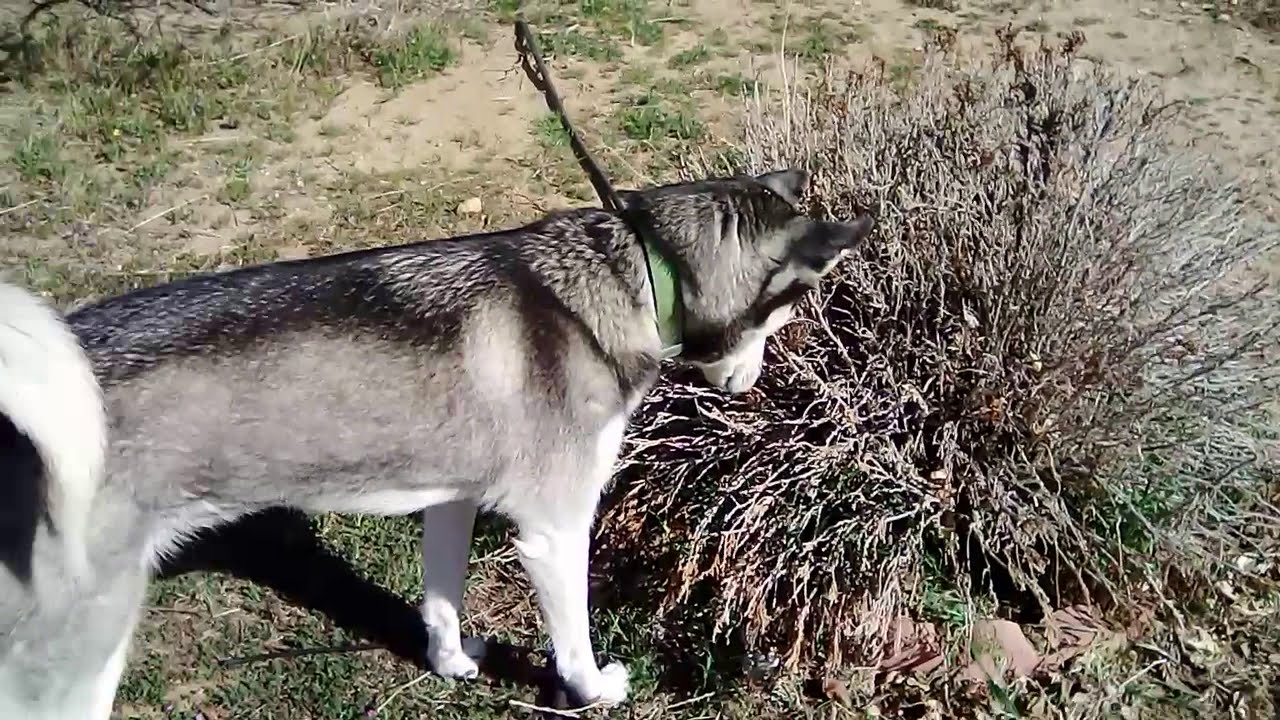 Husky Hunting In Bushes - YouTube