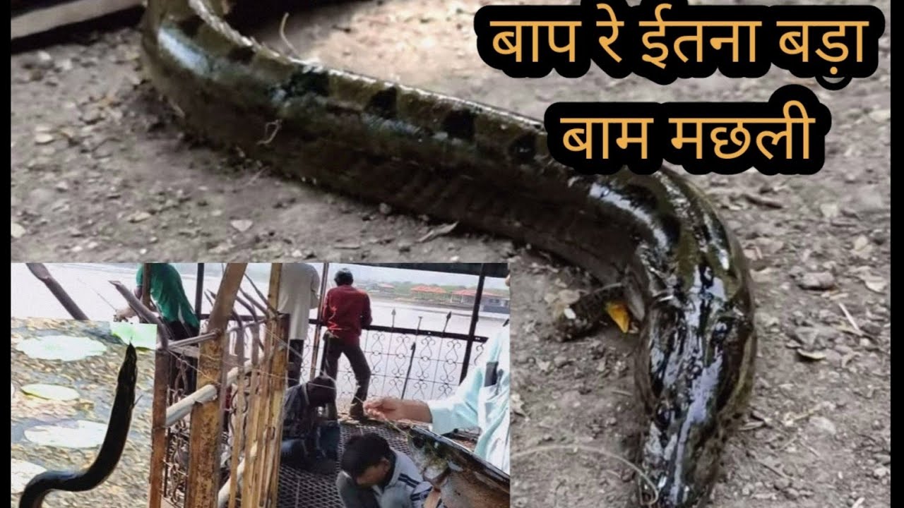 Fish Hunting Bam Fish Caching Eelfish || बाम मछली का शिकार छतरी तलाब ...