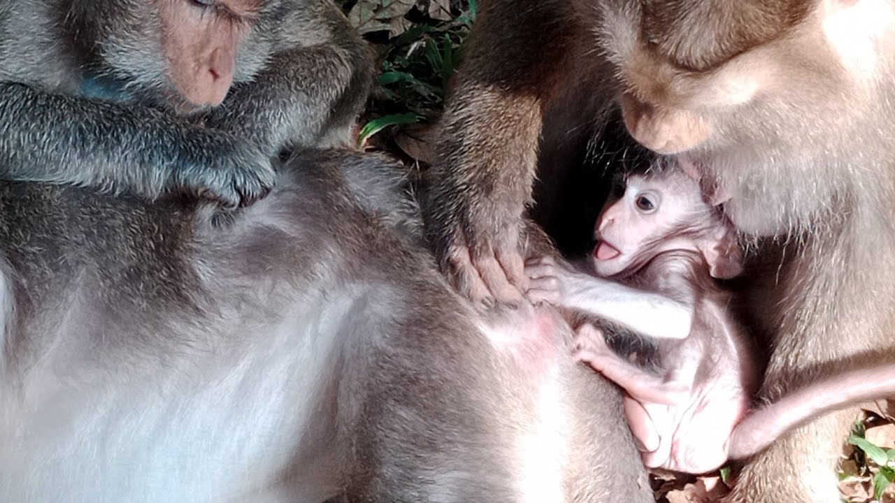 Two Baby monkey.😍😍😍 🐵🐵🐵 - YouTube
