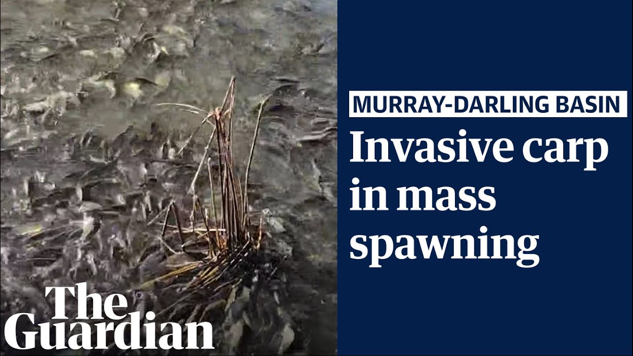 Waterways and rivers plagued with invasive carp after floods in the ...