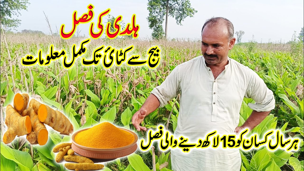 haldi ki kasht in Pakistan | haldi farming in Pakistan | turmeric ...