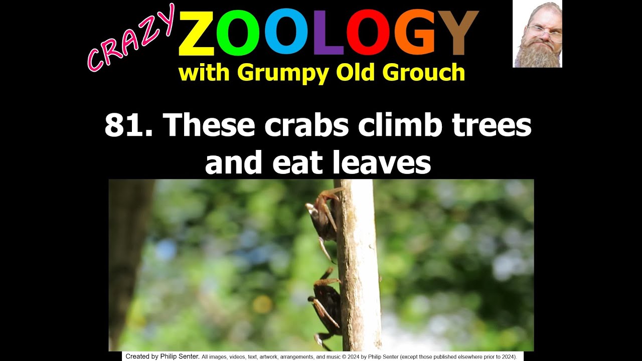 Crazy Zoology 81 These crabs climb trees and eat leaves - YouTube