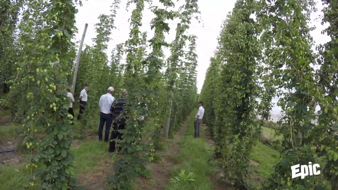 Epic Hop Travels - Plant and Food Research, February 2017 - YouTube