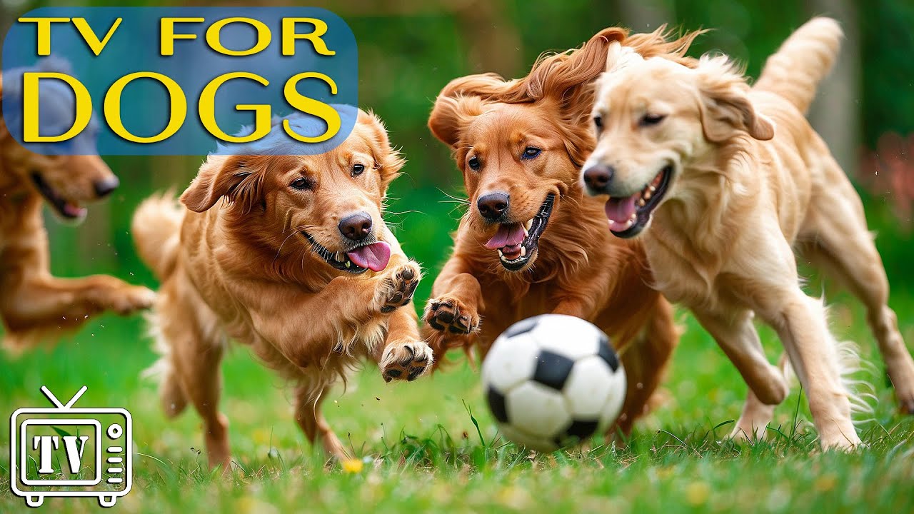 Dog TV & Videos for Dogs to Watch: Entertainment for Dog Stress ...