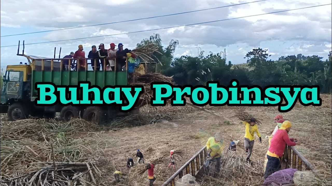 Sugarcane Harvest|Buhay Sakada(Karga tapas)#philippines - YouTube