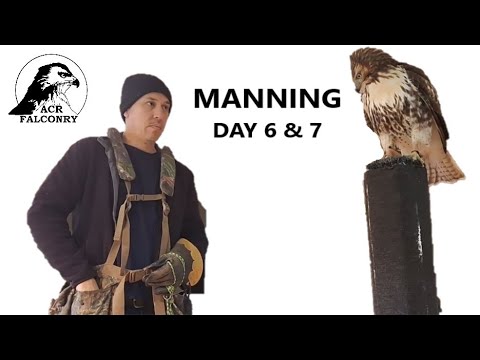Falconry Manning a Passage Red Tailed Hawk Day 6 and 7 - ACR Falconry ...