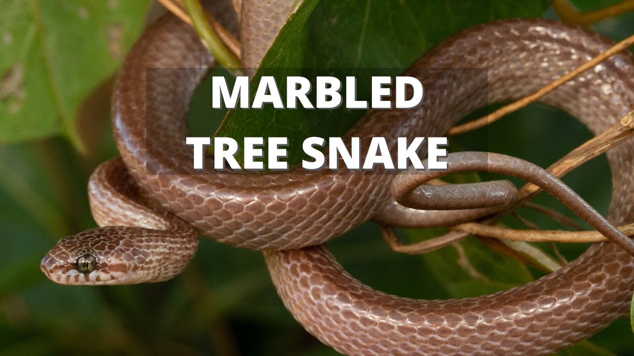 DIPSADOBOA AULICA - MARBLED TREE SNAKE - YouTube