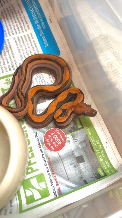 Quite stunning Blood Motley Labyrinth het Albino 😍🐍 ️🙌 #boa #snake # ...