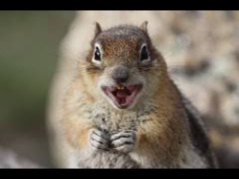 Gülmekten karnım ağrıdı. Şirıngayı bırakmayan psikopat sincap