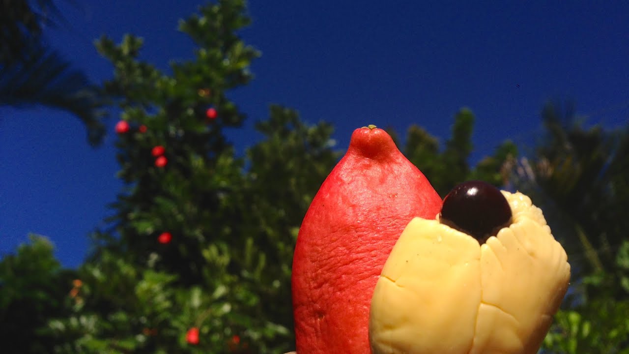 How to eat Ackee, the amazing Cheese Fruit! (Florida) - YouTube