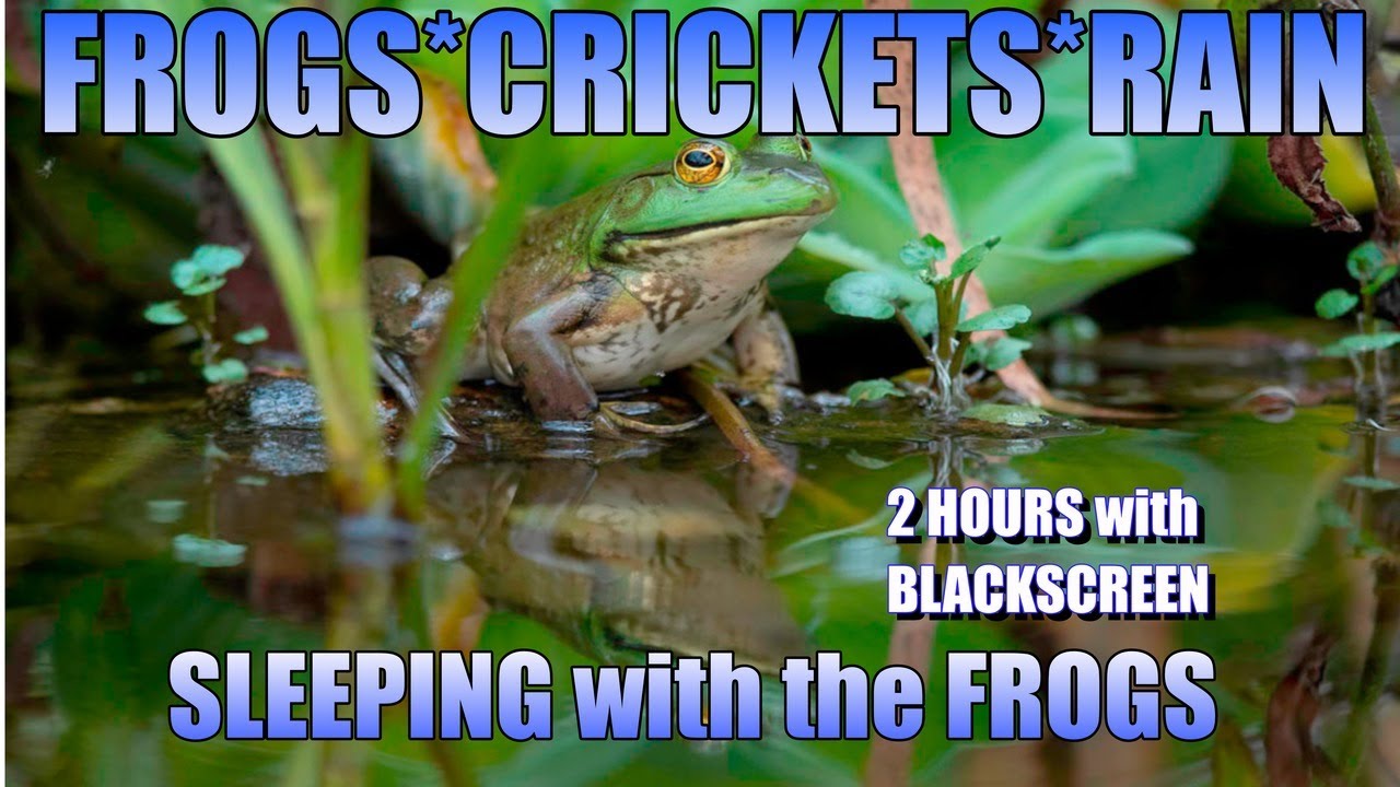 SLEEPING WITH THE FROGS - BLACKSCREEN frogs, crickets, and light rain 2 ...