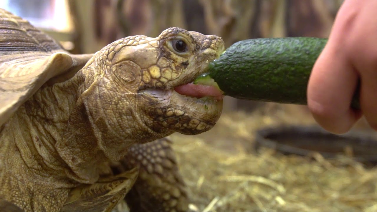 Monster Fish Zoo - egzotikus mini állatkert az AsiaCenterben - ATV ...